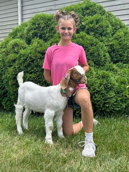 Grayce Cleland New Riegel Rawhide & Woolies - Breeders World