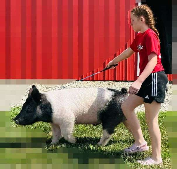 Elsyann Collene Eden Dairy - Breeders World