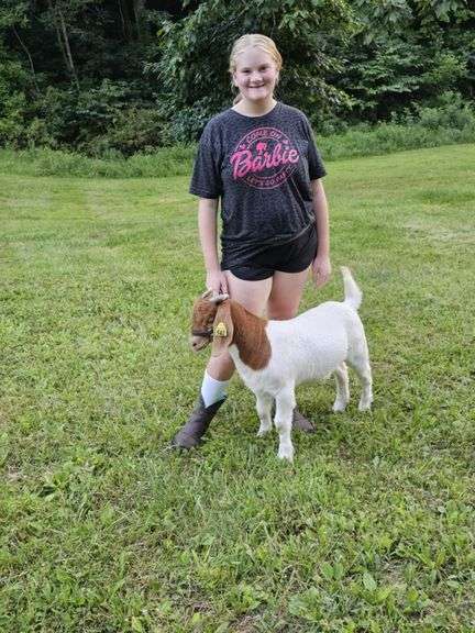 Mayli Triggs Lyra Livestockers - Breeders World