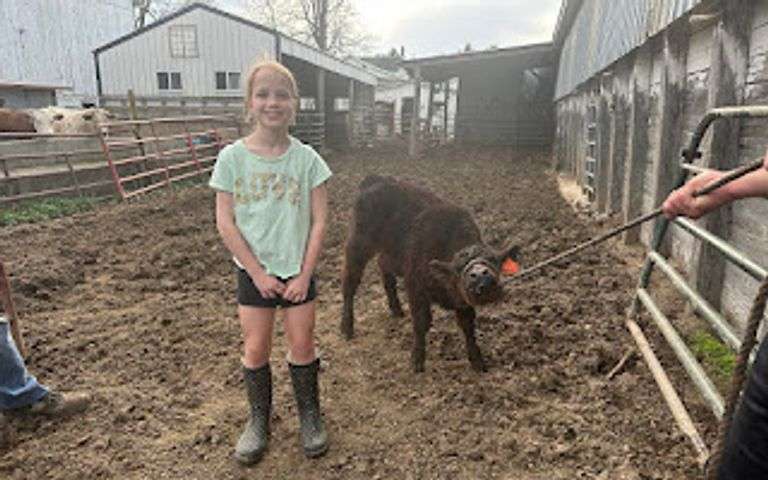 Allison Good Thompson Toilers - Breeders World