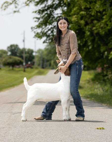 Alivia Kirian Bloomville Good Luck Sheep - Breeders World