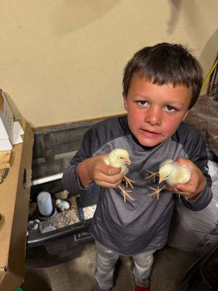 Grayson Juliano Thompson Toilers - Breeders World