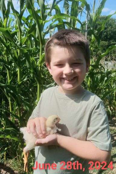 Walker Brown Ranch Rascals - Breeders World