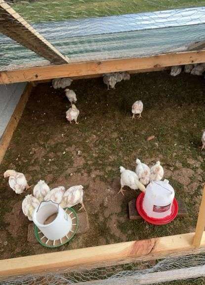 Myah Ann Reesman Spirit of '76 - Breeders World