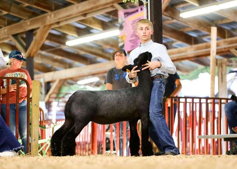 Grand Champion Market Lamb Hunter Burns Livestock in General - Breeders ...
