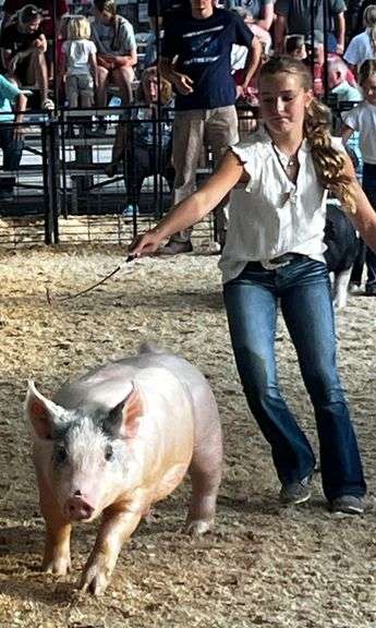 Brezlyn Egbert Anna Livestock - Breeders World