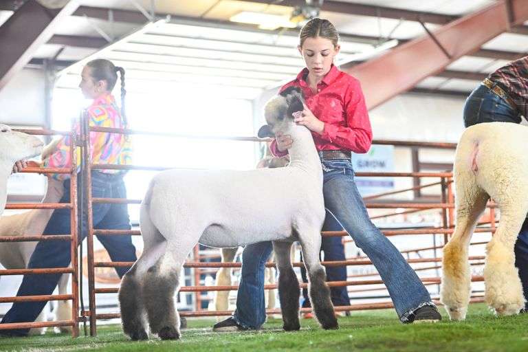 Kinley Tenney Darke county sheep and lamb - Breeders World