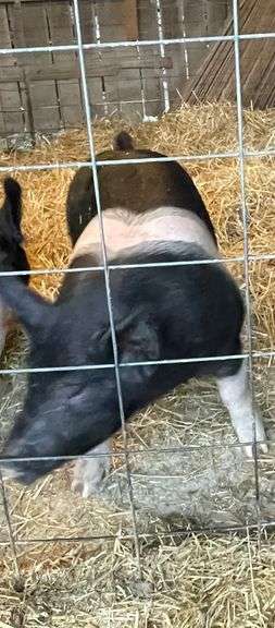 Alex Marion Seneca CPA’s - Breeders World