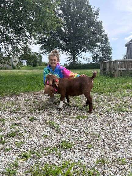 Savanna Cook Hopewell Hog & Dairy - Breeders World