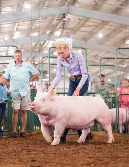 Mylie Austerman Darke County Swine - Breeders World