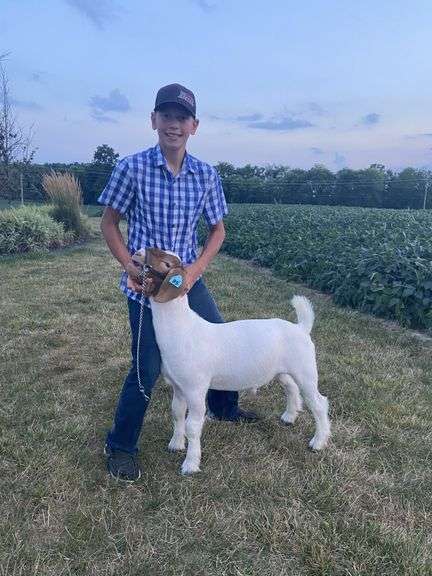 Tyler Heitkamp Buckeye 88 - Breeders World