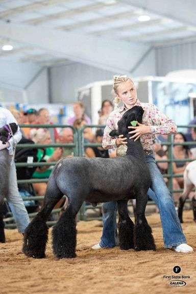Reserve Champion Sheep - McKinley Artrip Happy Campers - Breeders World