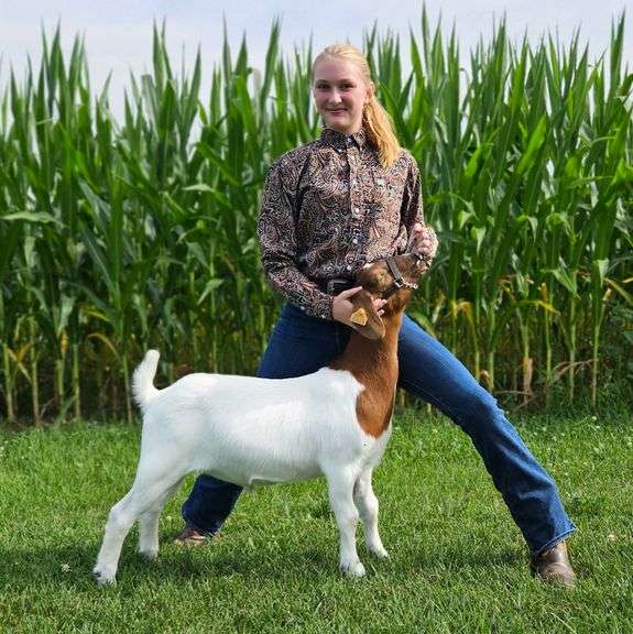 Alivia Schriver 1st Class Kids & Kritters 4-H Club - Breeders World