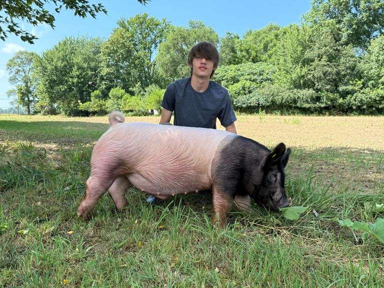 Ayden Maclean Firelands FFA - Breeders World