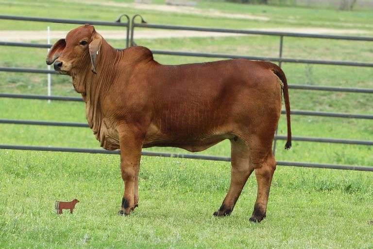 TRIPLE H MISS BLAZE ROJO 272/4 - Cattle In Motion