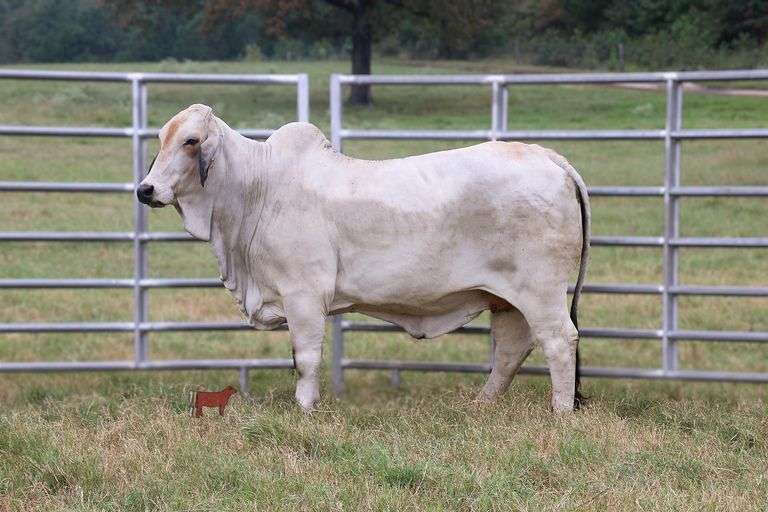 JDH LADY JENEVA MANSO 978/8 - Cattle In Motion