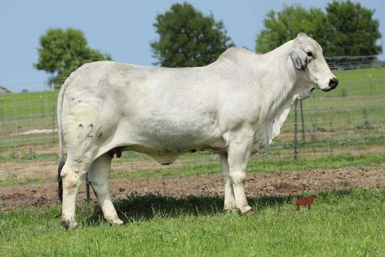 LADY H FERNANDA MANSO 926/6 - Cattle In Motion