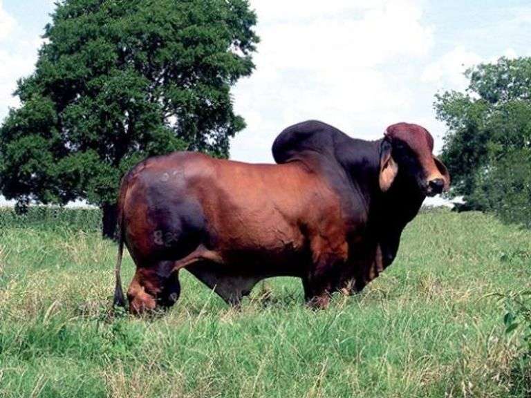 Embryos: +Mr. 3H X-Ray 825 X +CT Sparkles Rhineaux 20/0 - Cattle In Motion