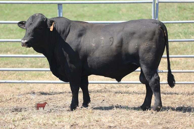 489- 3/4 Angus X 1/4 Brahman - Cattle In Motion