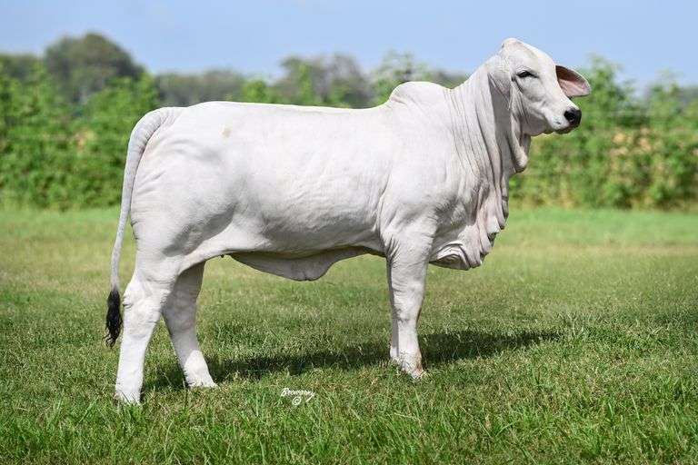 Show Heifer - 50% Breeding Interest Lady H Ana Lida Manso 855/4 - Cattle In Motion