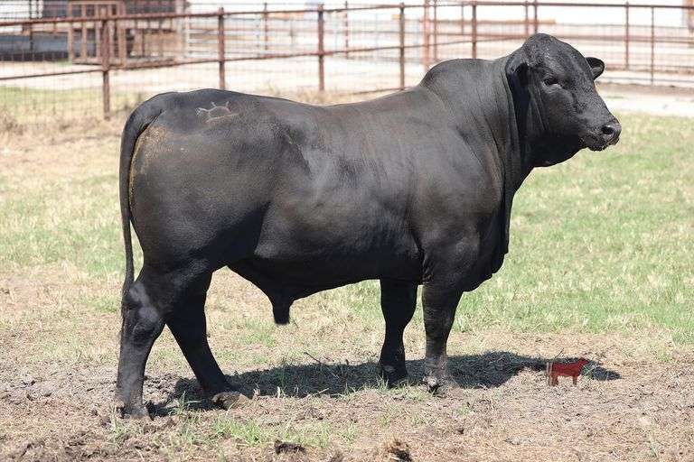 477- 3/4 Angus X 1/4 Brahman - Cattle In Motion