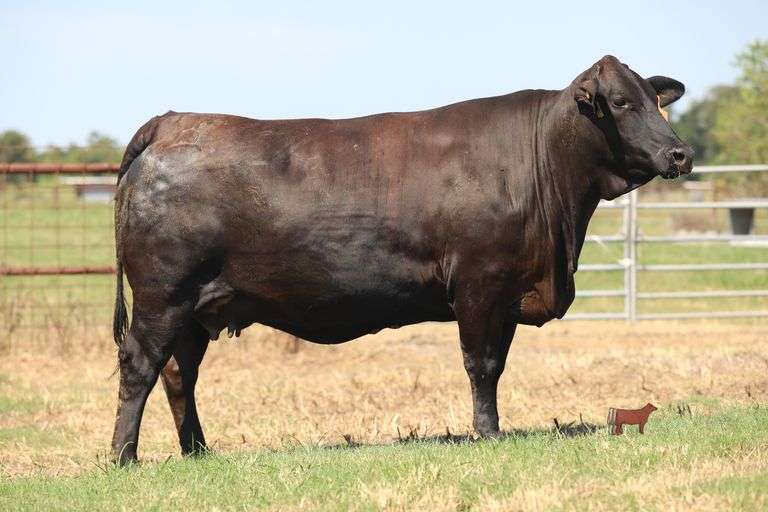 2156- Golden Certified F1 Brangus - Cattle In Motion