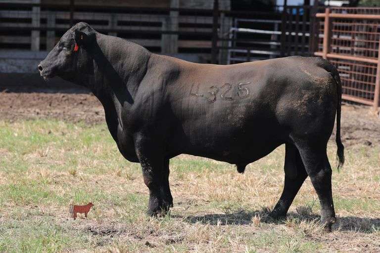 TSF MR EARLY ARRIVAL 4325 - Cattle In Motion