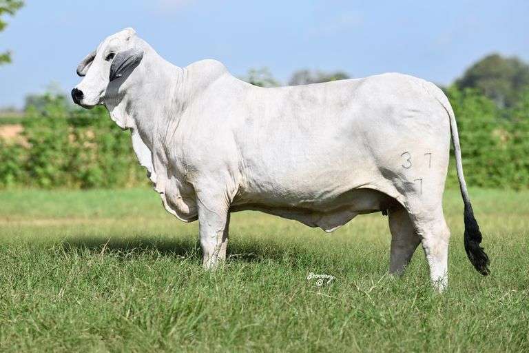 Bred Female Lady H Piper Manso 37/7 - Cattle In Motion