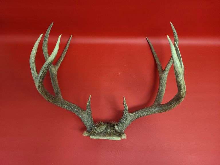 Deer Rack - Prime Time Auctions, Inc.