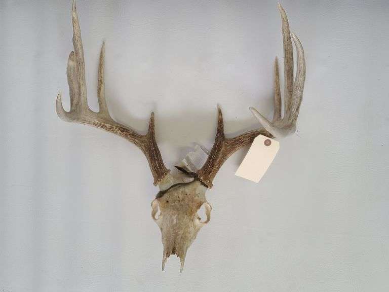 Trophy Whitetail Deer Rack, 17" - Prime Time Auctions, Inc.