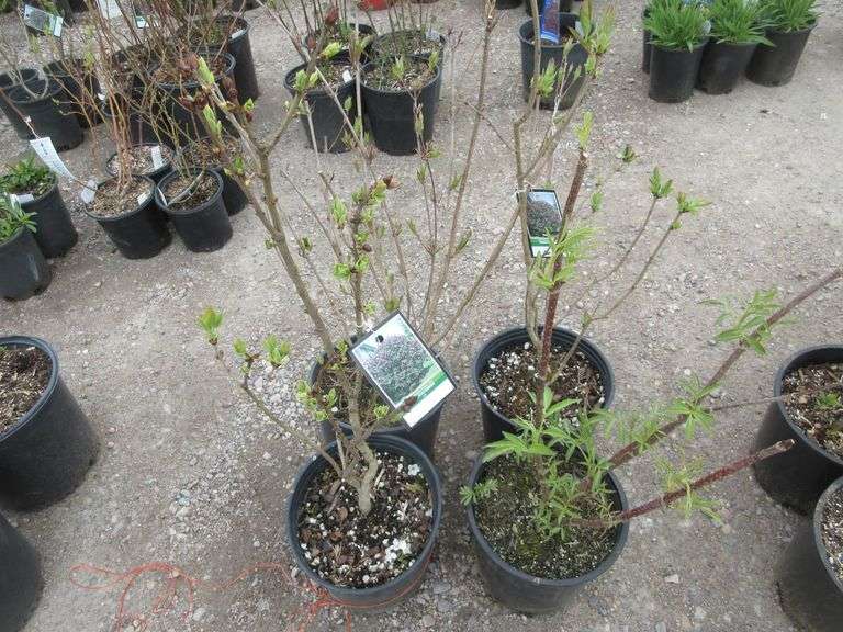 4) Old Fashioned Purple Lilac - Prime Time Auctions, Inc.