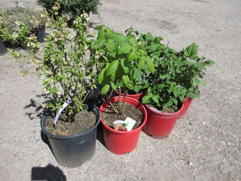 Raspberries and Blueberries - Prime Time Auctions, Inc.