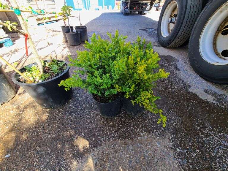 4) Boxwood Plants - Prime Time Auctions, Inc.