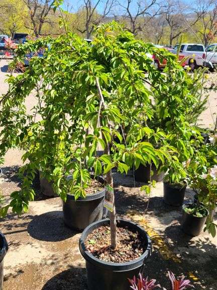 Flowering Weeping Cherry - Prime Time Auctions, Inc.