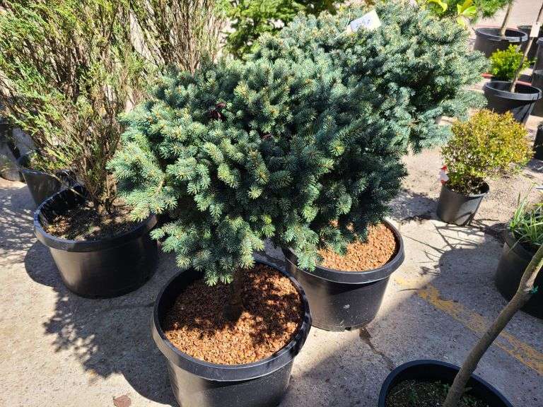 2) Dwarf Pine Trees - Prime Time Auctions, Inc.