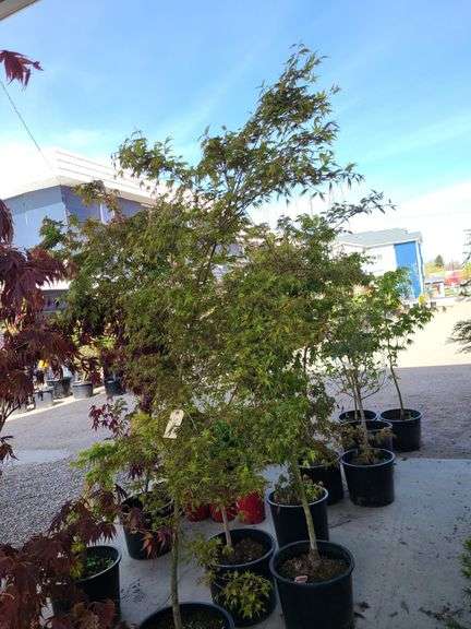 Japanese Maple - Prime Time Auctions, Inc.