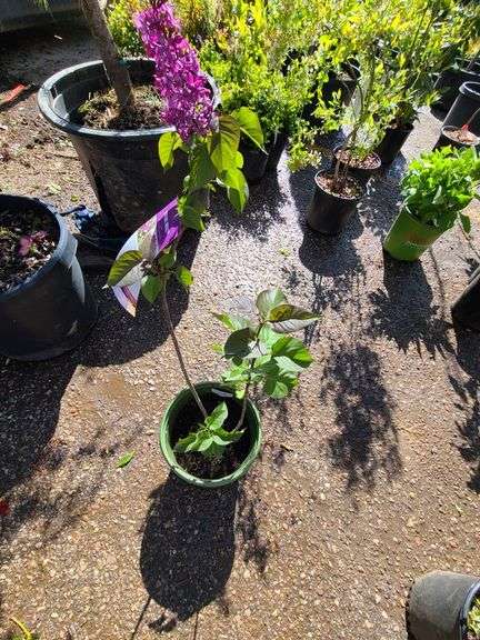 Virtual Violet Lilac - Prime Time Auctions, Inc.