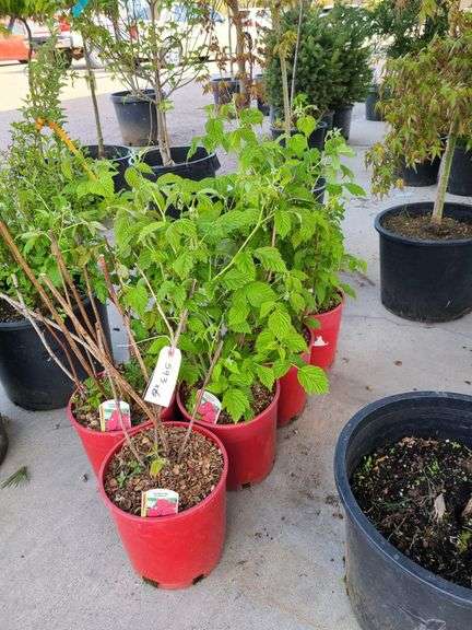 6) Everbearing Raspberry - Prime Time Auctions, Inc.