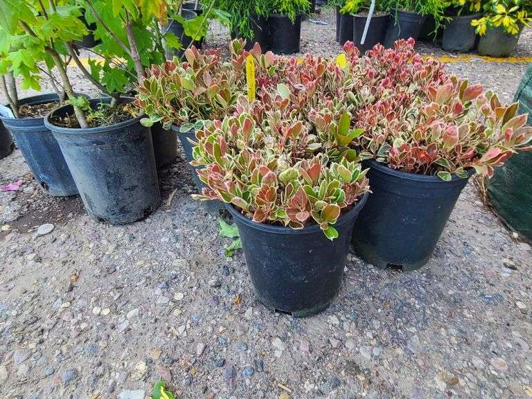 6) Winter Splash Wintergreen Plants - Prime Time Auctions, Inc.
