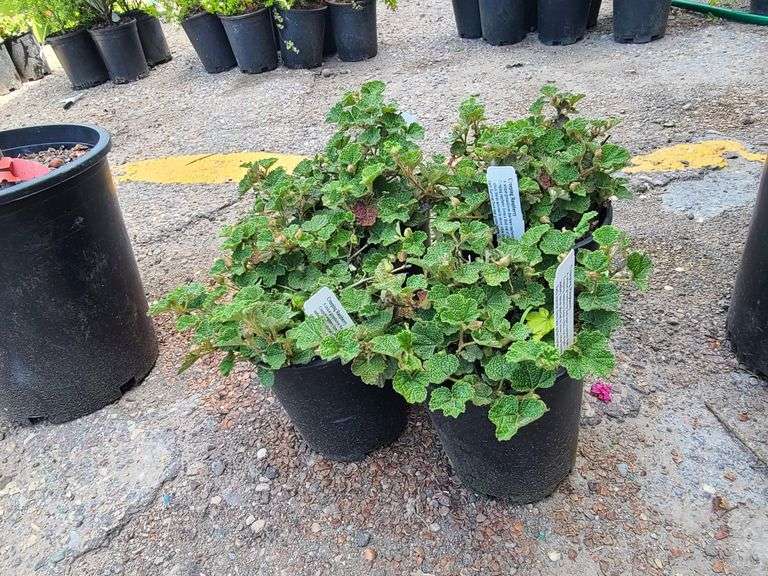 4) Creeping Raspberries - Prime Time Auctions, Inc.