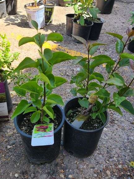 2) Lilac Plants - Prime Time Auctions, Inc.