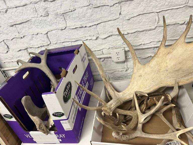 Deer, Moose, Skulls and Antlers - Prime Time Auctions, Inc.