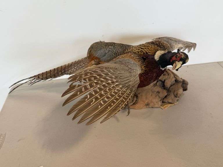 Pheasant Trophy Mount - Prime Time Auctions, Inc.