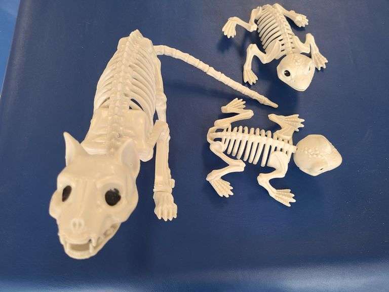 3D Skeleton Animals - Prime Time Auctions, Inc.