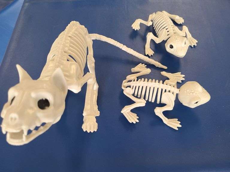 3D Skeleton Animals - Prime Time Auctions, Inc.
