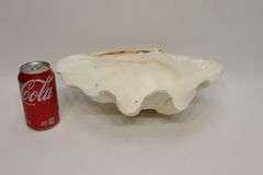 Giant Clam Shell - Dixon's Auction at Crumpton