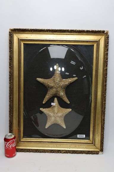 Starfish Shadow Box Display in Gilt Frame-Chips to Gesso - Dixon's ...