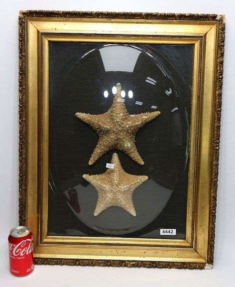 Starfish Shadow Box Display in Gilt Frame-Chips to Gesso - Dixon's ...