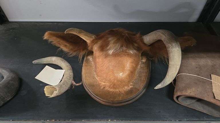 Antique Hide with Documentation & Horn Mount - Dixon's Auction at Crumpton