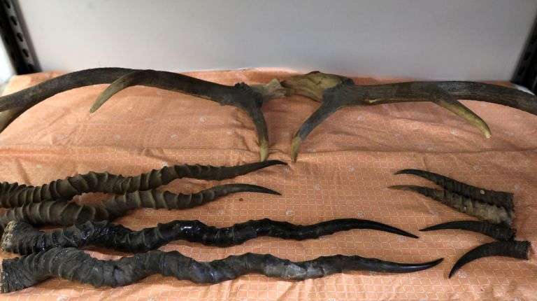 Collection of Shed Animal Horns - Dixon's Auction at Crumpton